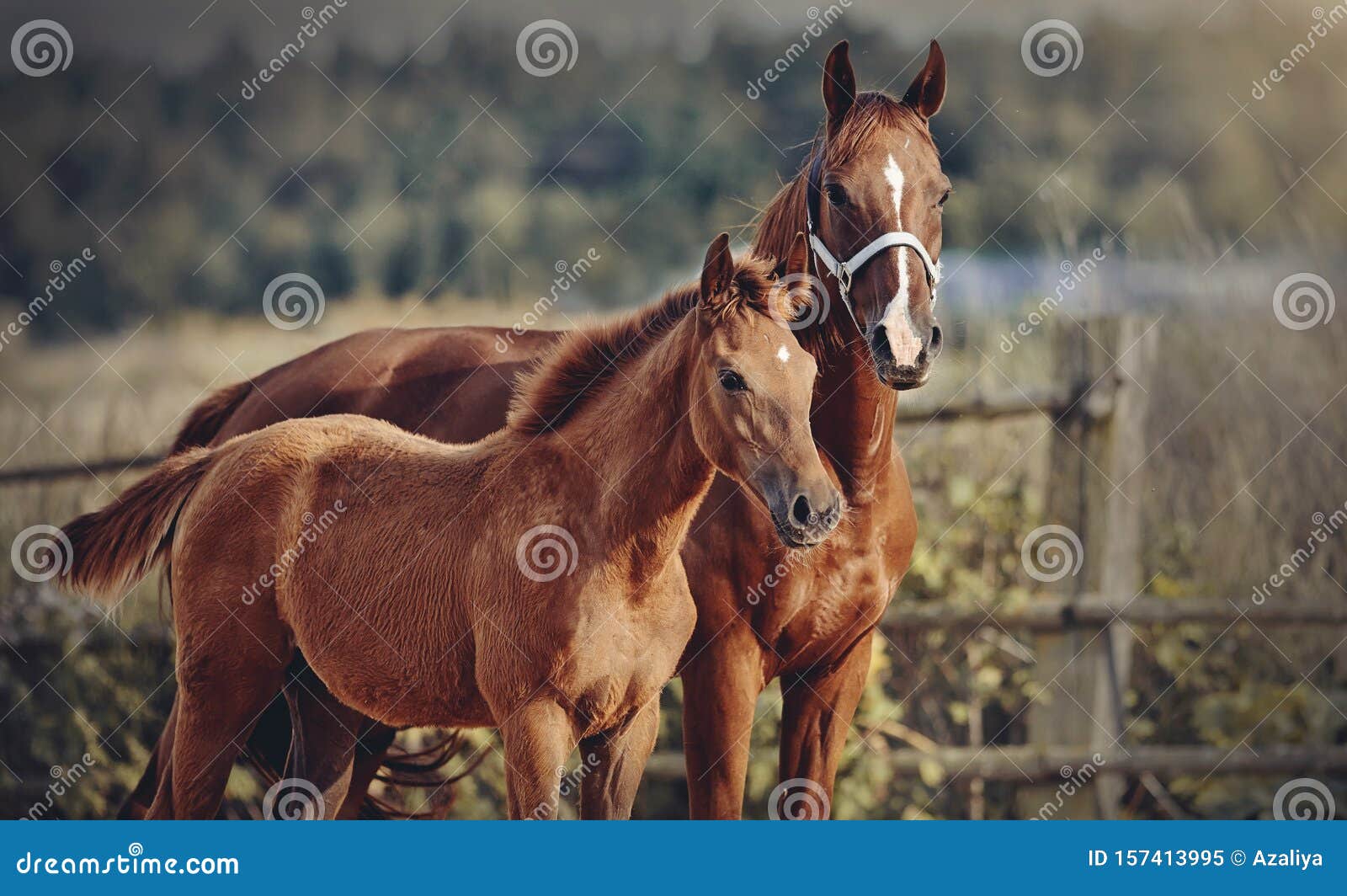 Red Foal with an Asterisk on His Forehead with a Red Mare Stock Image ...