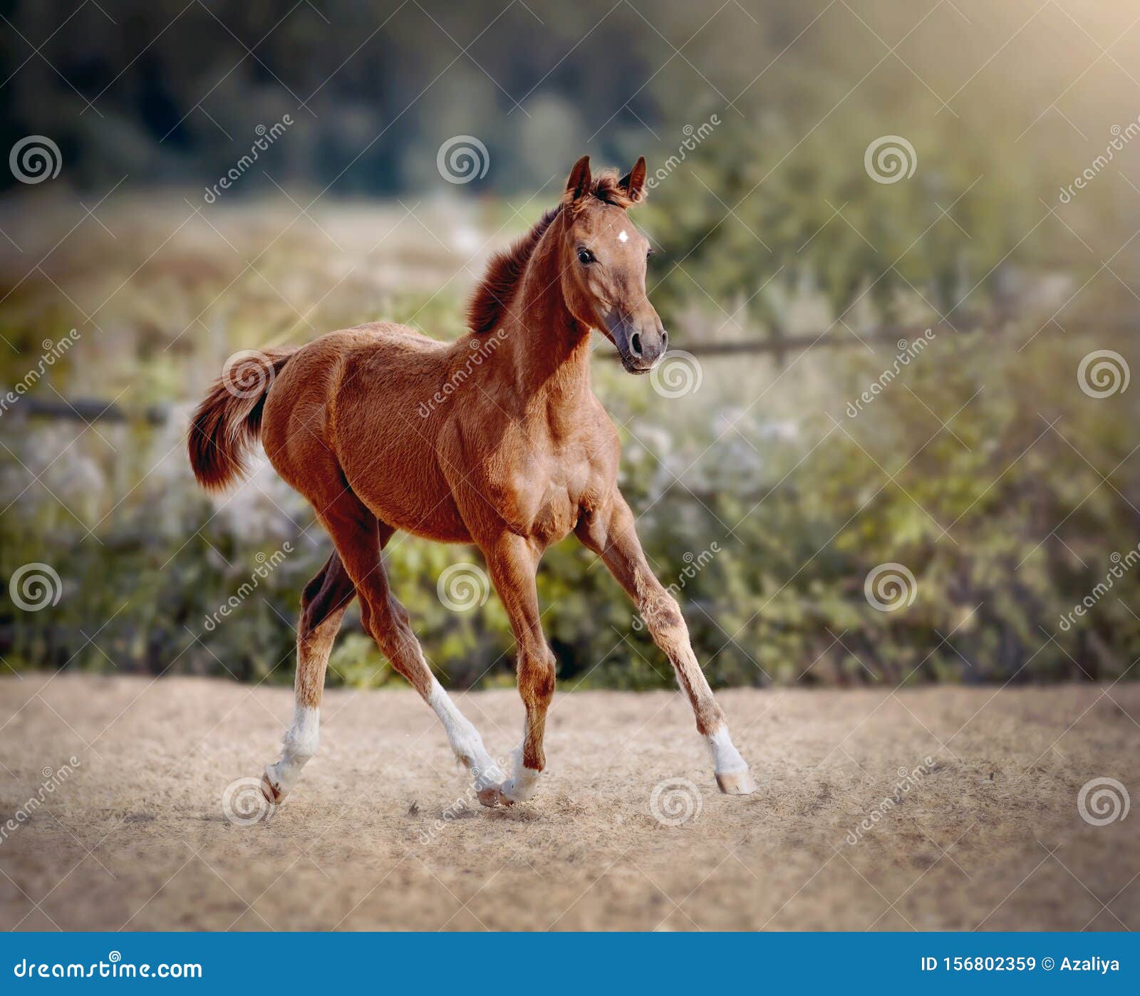 Red Foal with an Asterisk on His Forehead Run in the Levada Stock Image ...