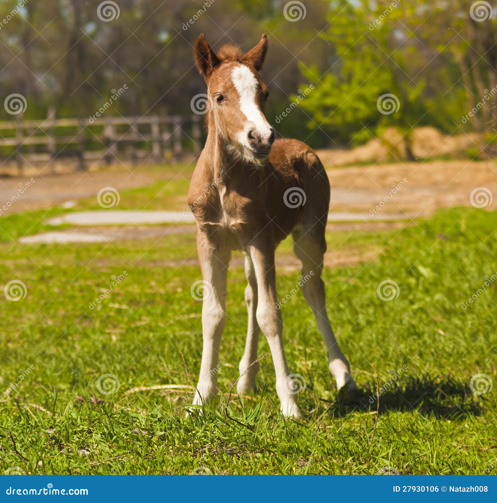 Red foal pony stand stock photo. Image of mammal, outdoor - 27930106