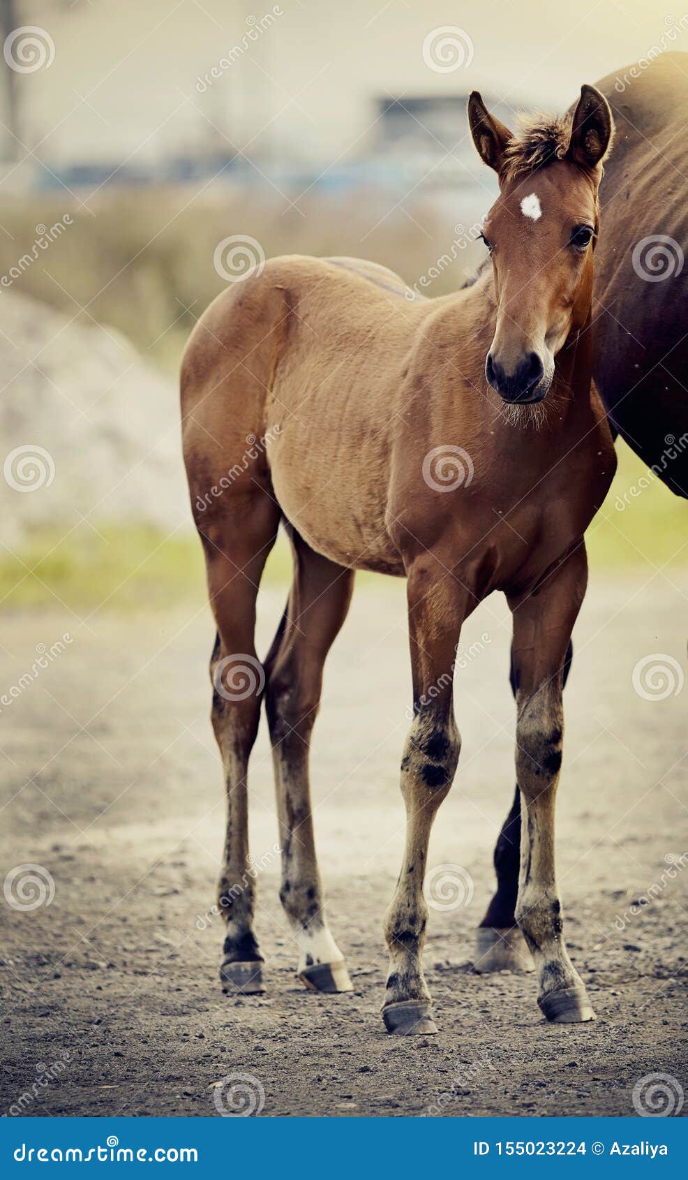 Red foal sporting breed stock photo. Image of mammal - 155023224