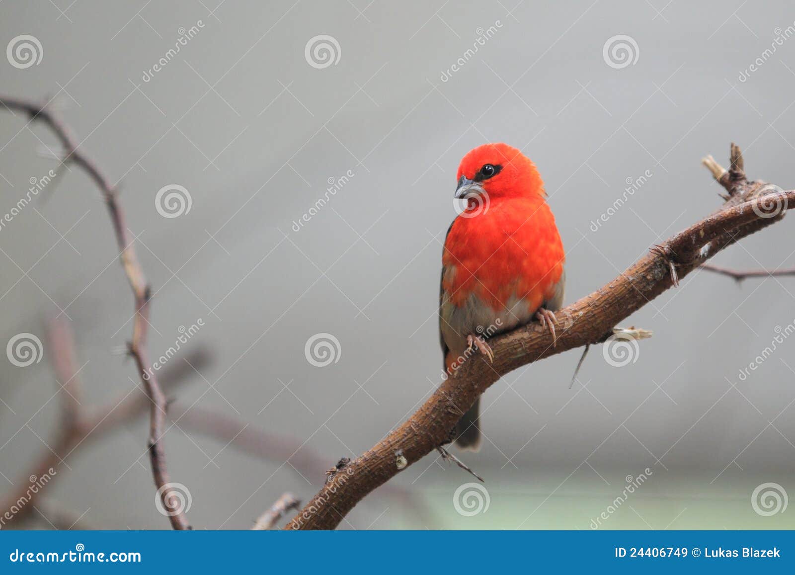 Red fody stock image. Image of bird, madagascariensis - 24406749