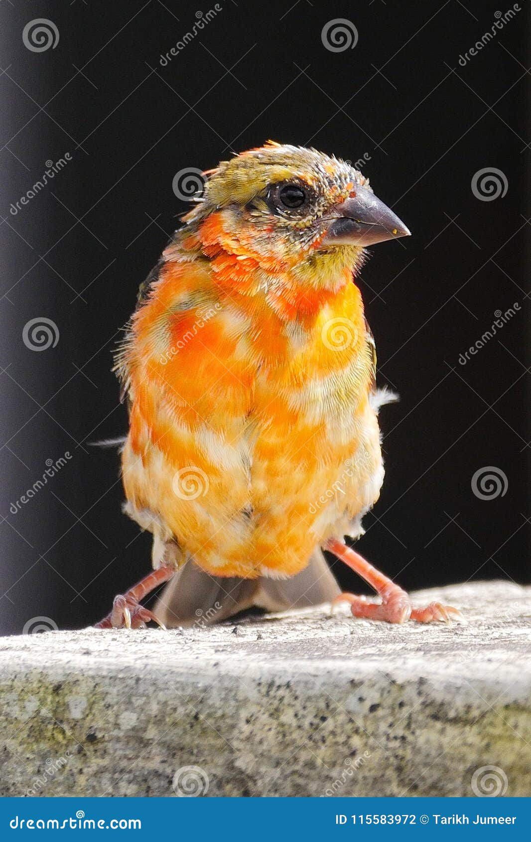 Red Fody bird stock photo. Image of cardinal, seychelles - 115583972