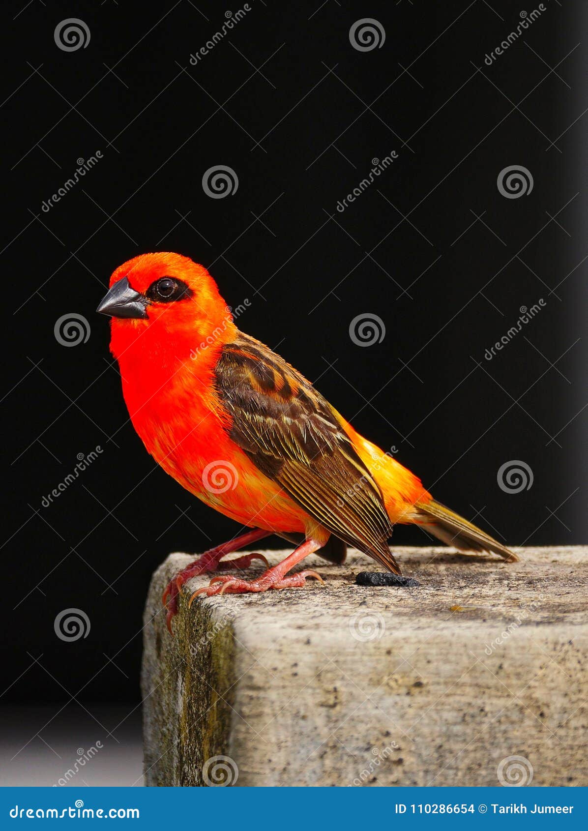 Red Fody bird stock photo. Image of feather, rest, pose - 110286654