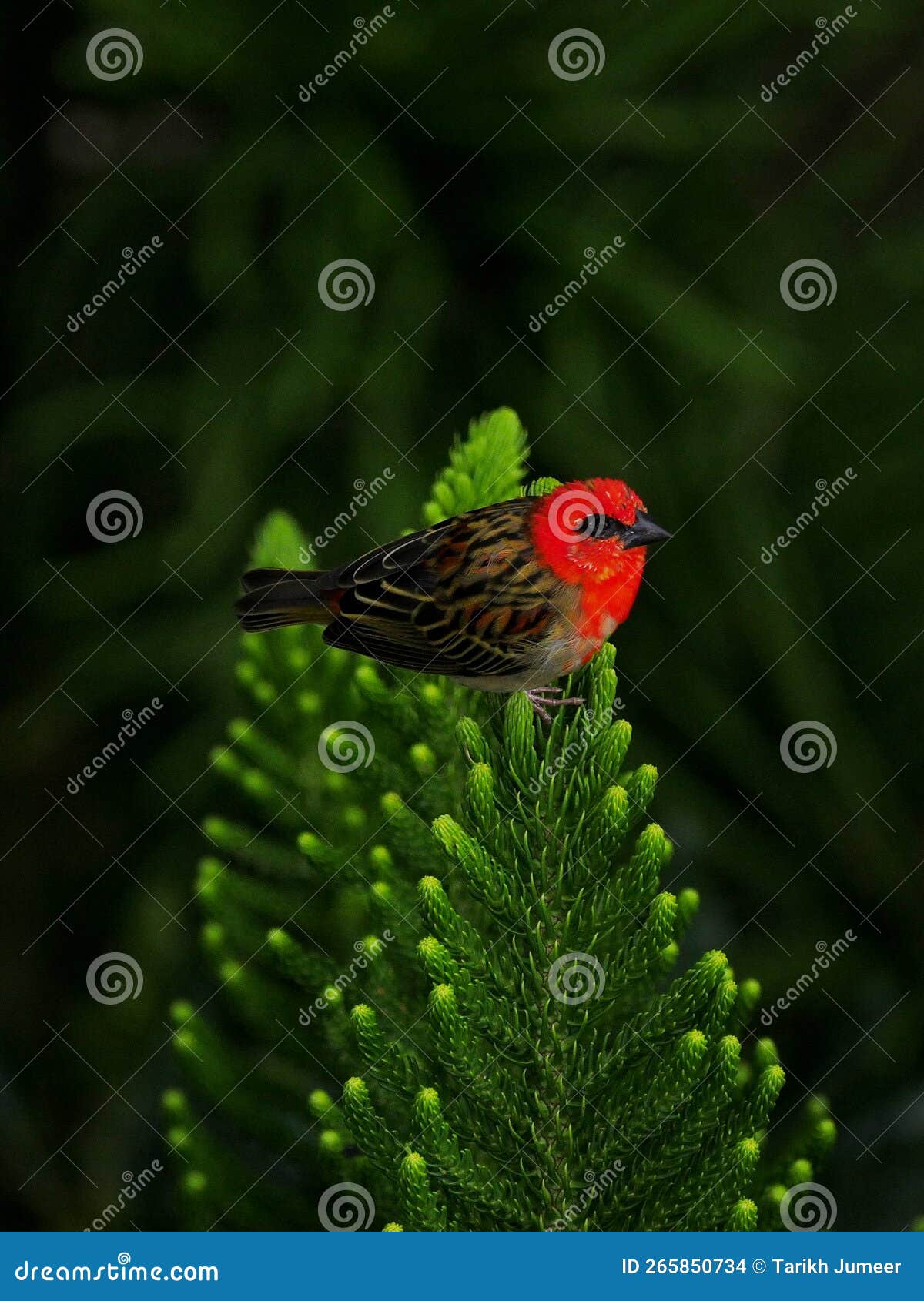 Red Fody Bird Perching on Top of Sapling Tree Stock Photo - Image of ...