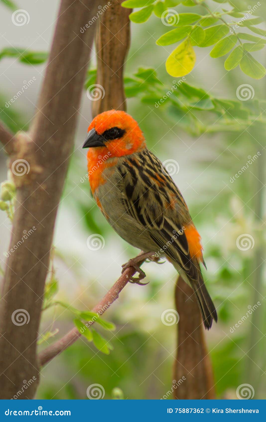 Red Fody on the on the Branch Stock Photo - Image of seychellesnature ...