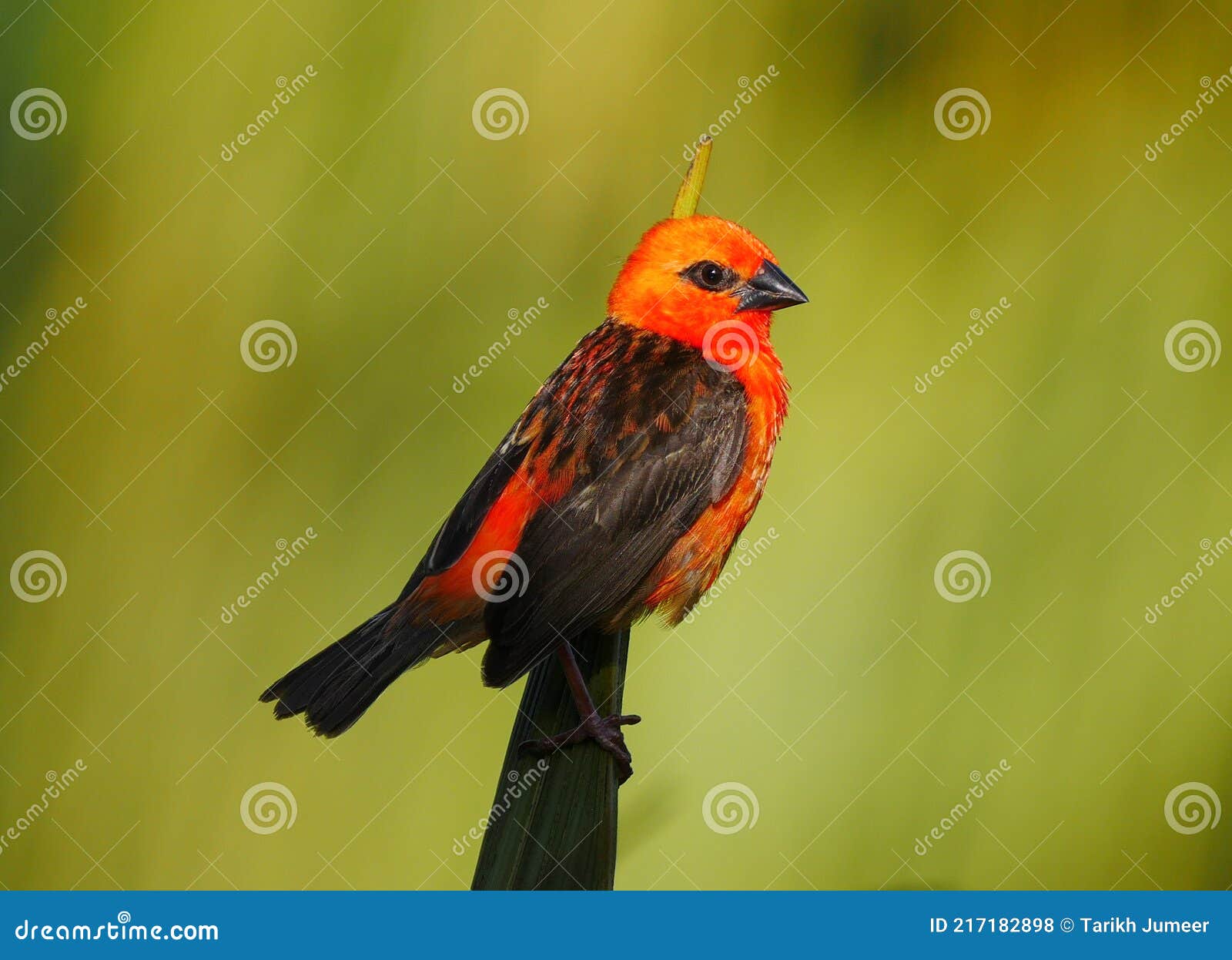 Red Fody Cardinal Bird from Mauritius Stock Photo - Image of feather ...