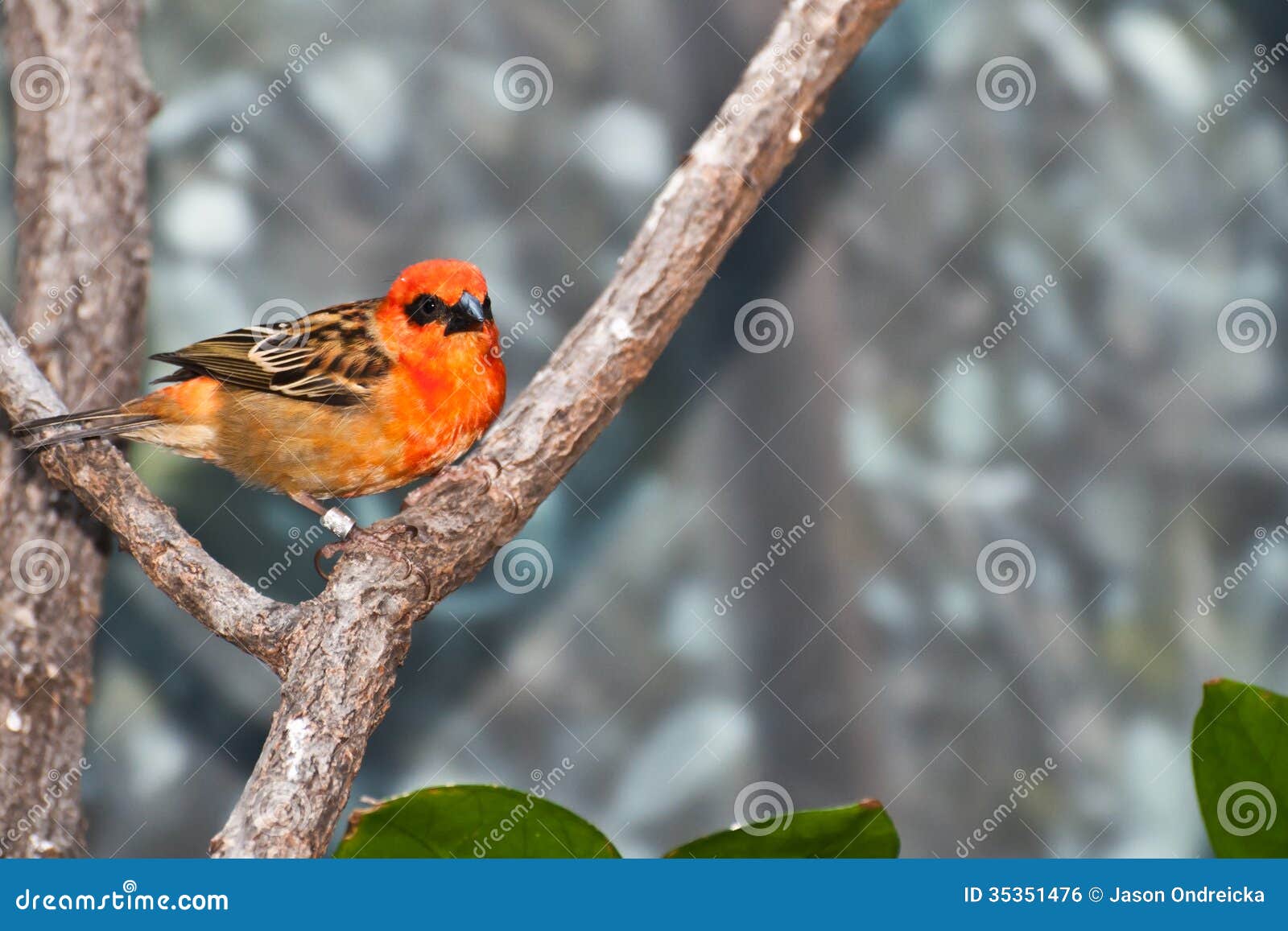 Red Fody stock photo. Image of colors, animal, ecology - 35351476