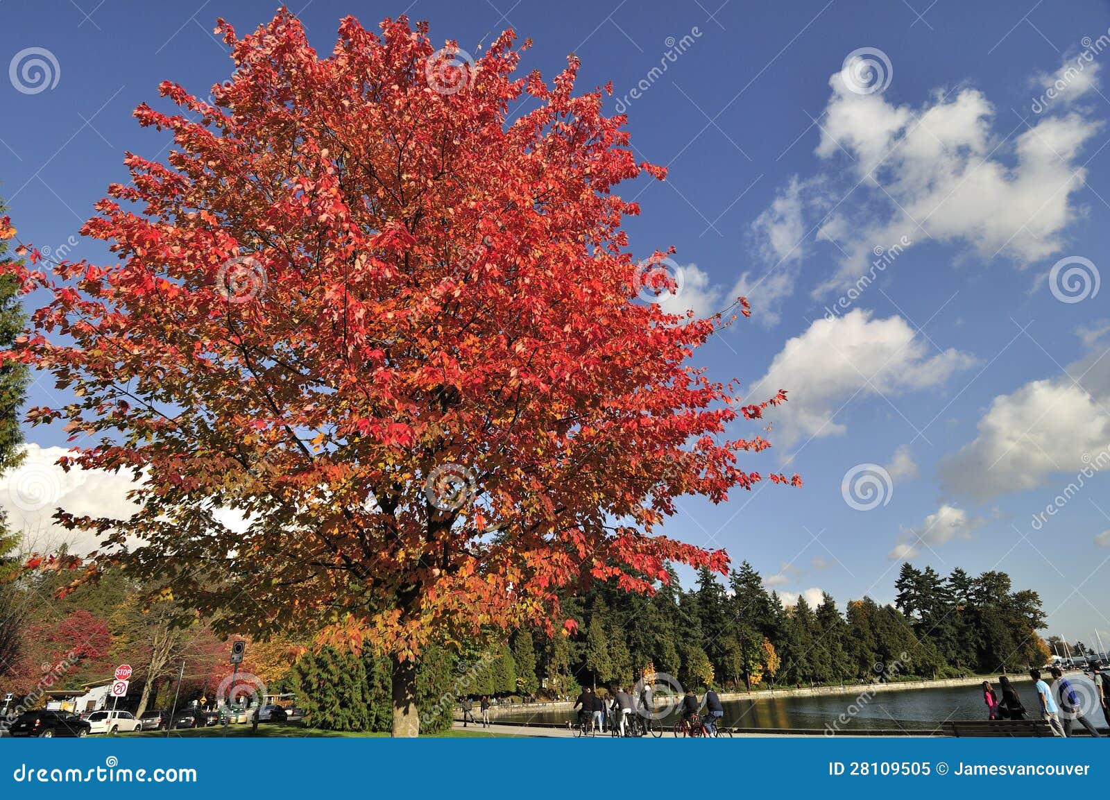 Red Foliage Against Blue Sky Stock Image - Image of orange, bright ...