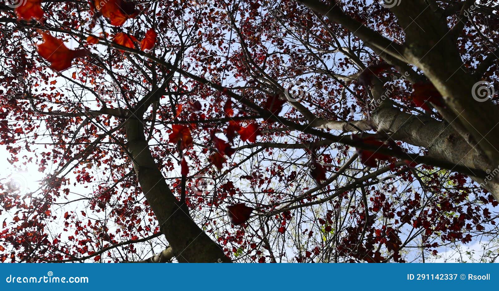 Red Foliage of Maple Trees in the Spring Season, Deciduous Maple Trees ...