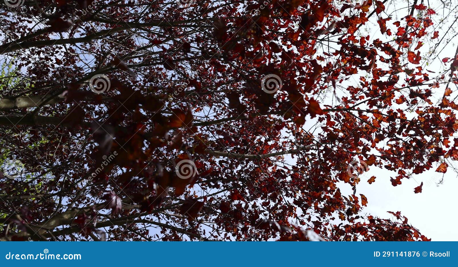 Red Foliage of Maple Trees in the Spring Season, Deciduous Maple Trees ...
