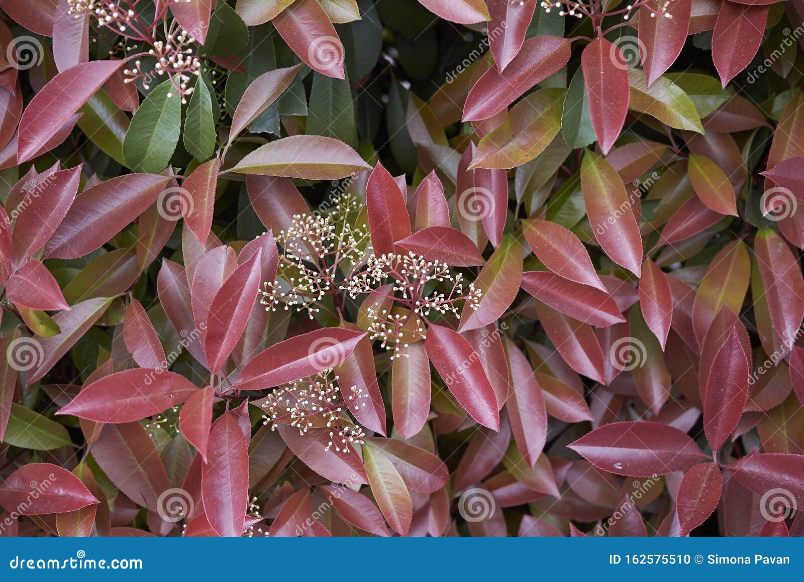Red Foliage of Photinia Shrub Stock Photo - Image of environment ...