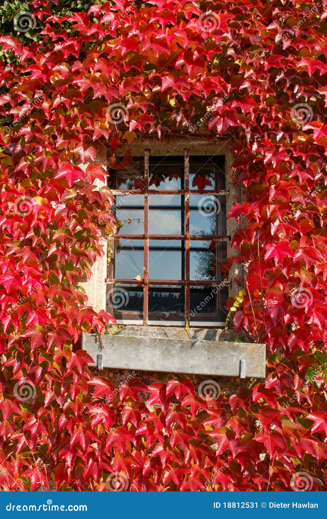 Red foliage on Window stock image. Image of pretty, green - 18812531