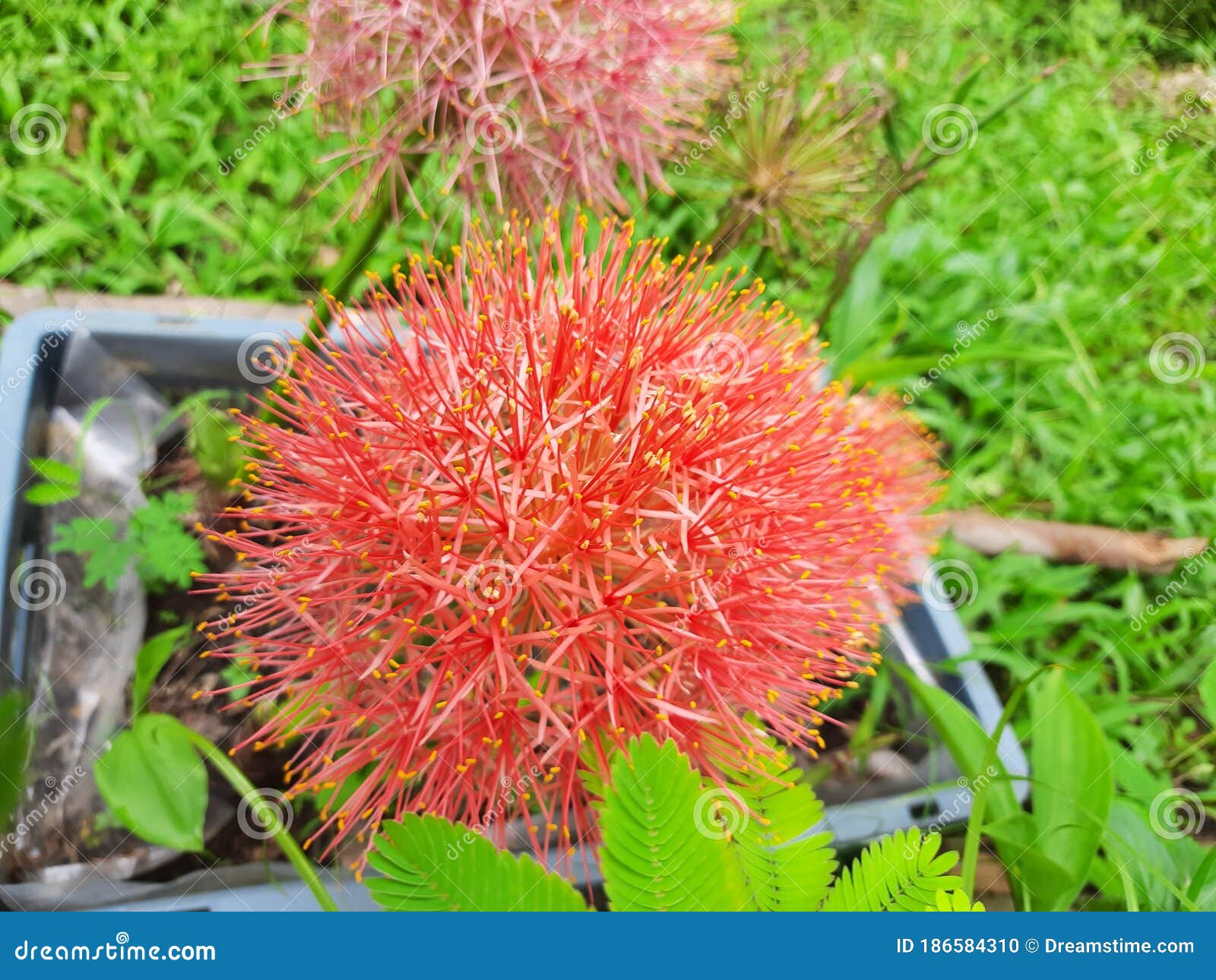 Red football lilly stock photo. Image of tree, evergreen - 186584310