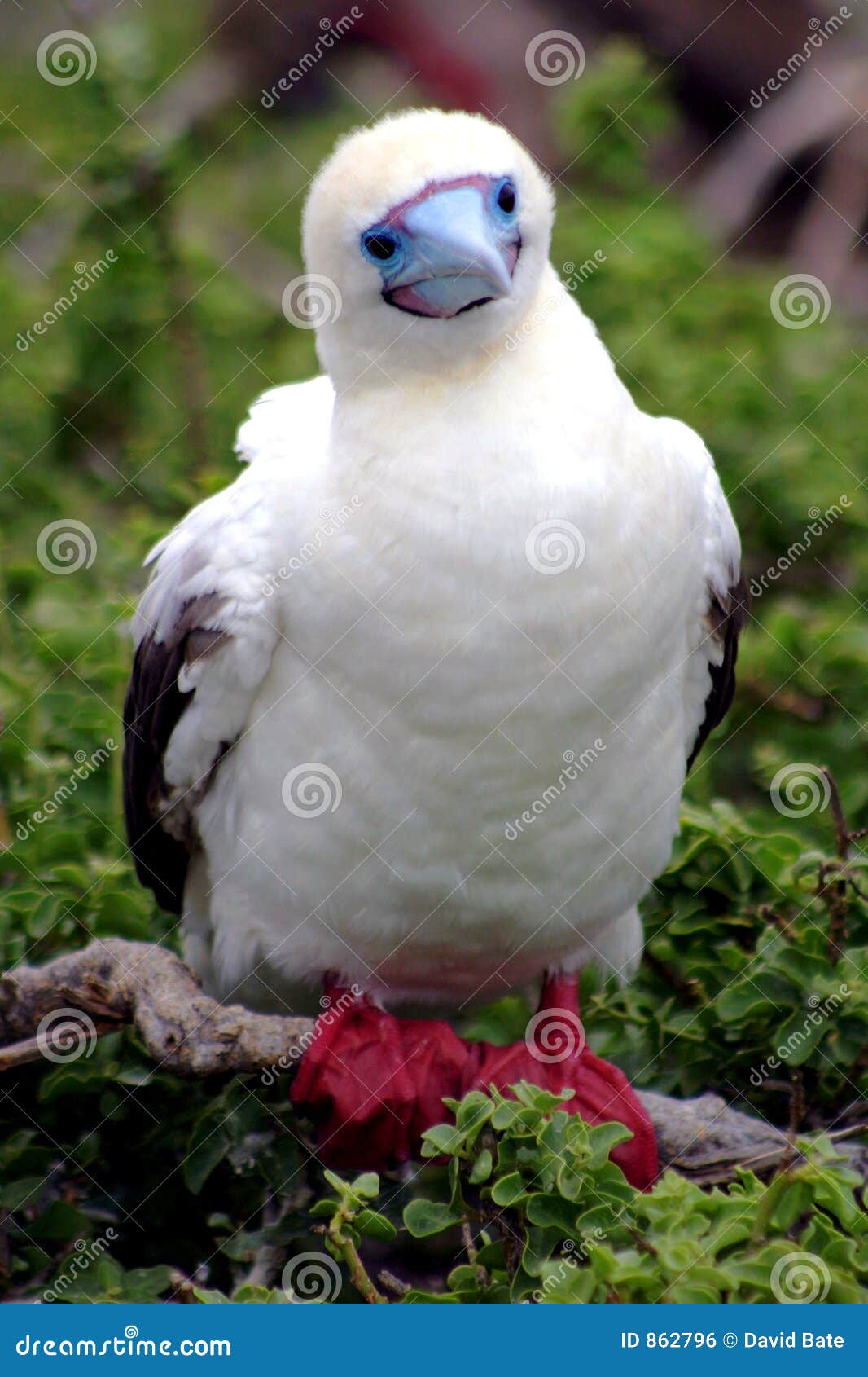 Red Footed Boobie stock photo. Image of boobie, birds, bird - 862796