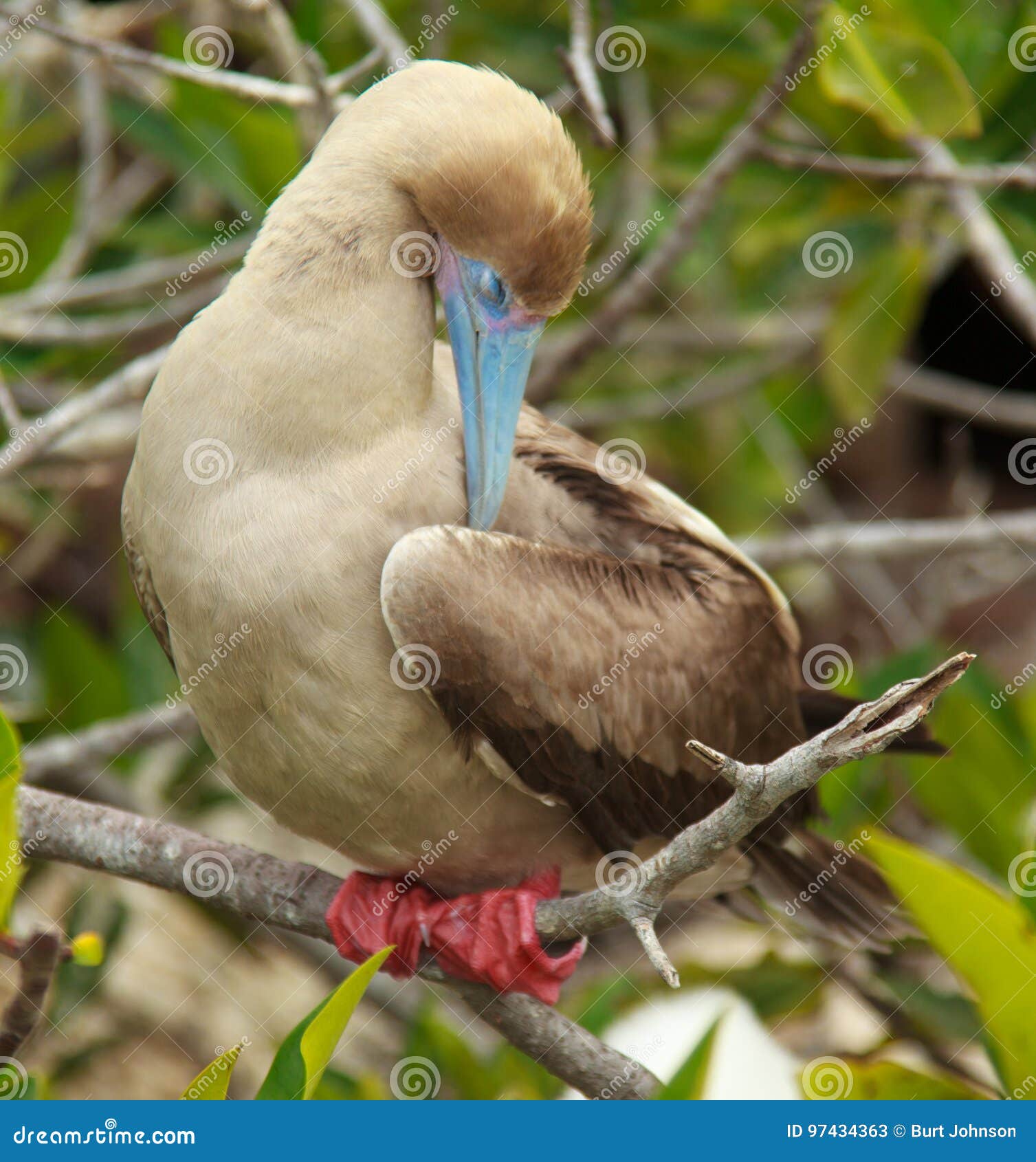 Red-footed boobies stock image. Image of isla, environment - 97434363