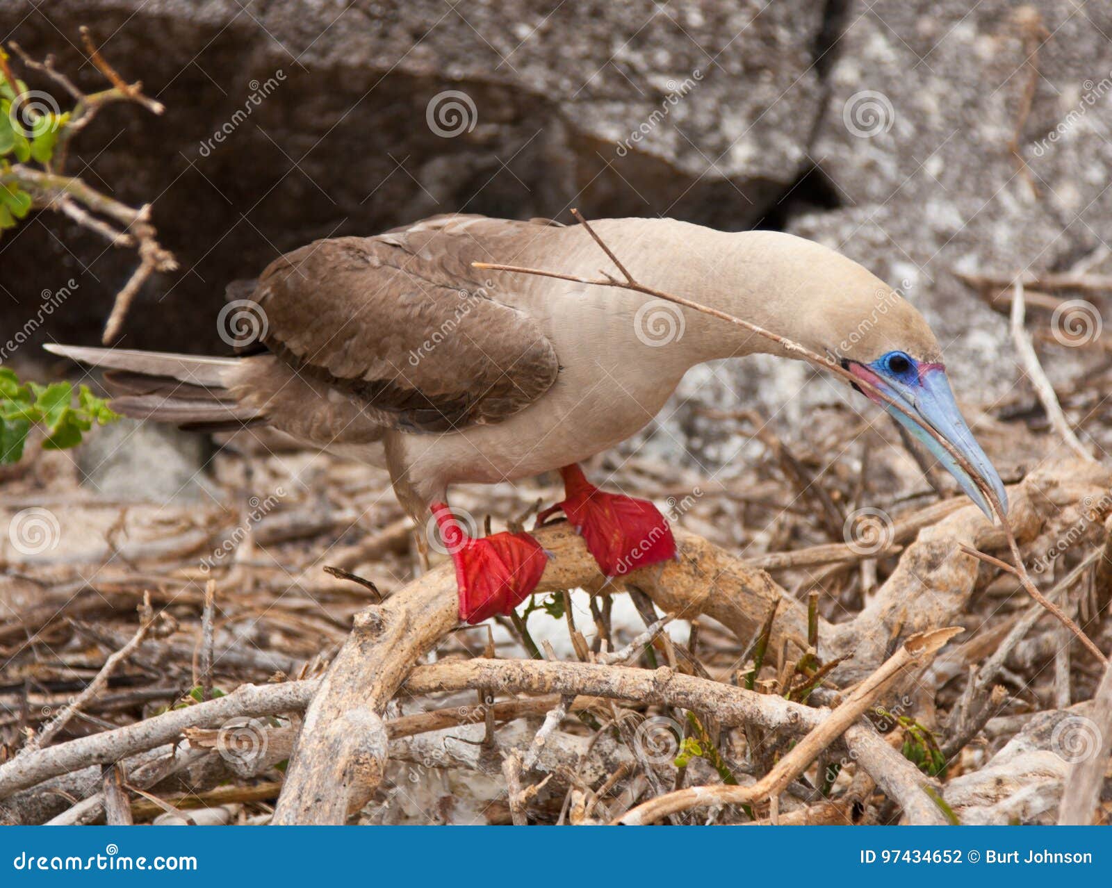 Red-footed boobies stock photo. Image of cristobal, environment - 97434652