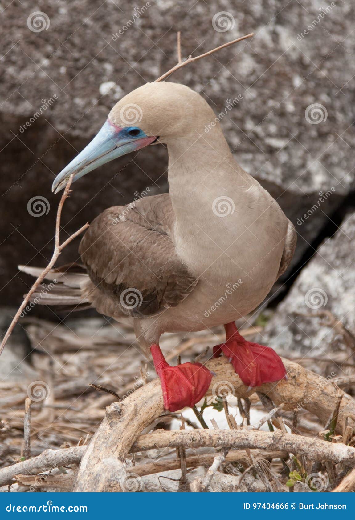 Red-footed boobies stock photo. Image of feet, destination - 97434666