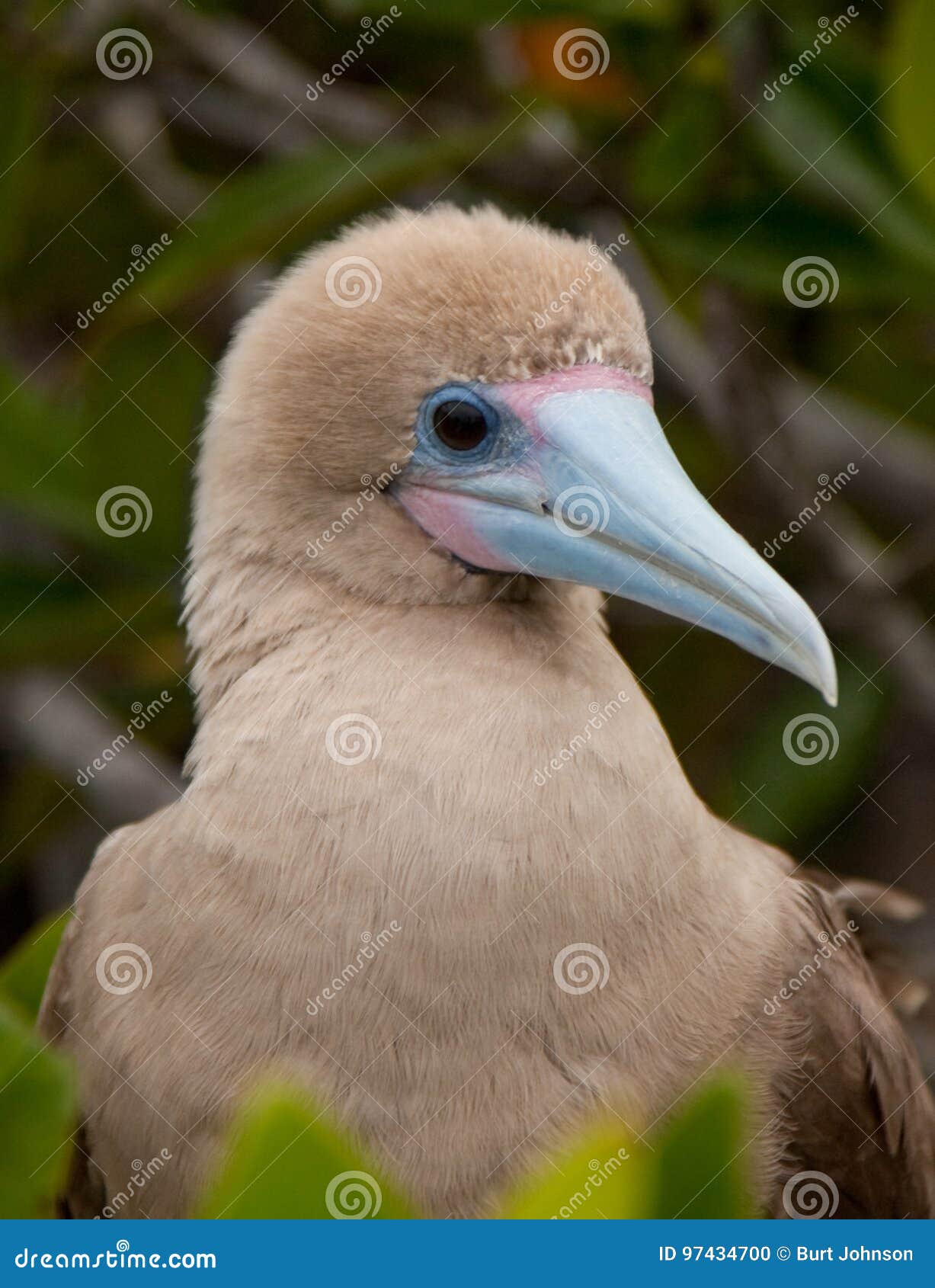 Red-footed boobies stock photo. Image of darwin, booy - 97434700