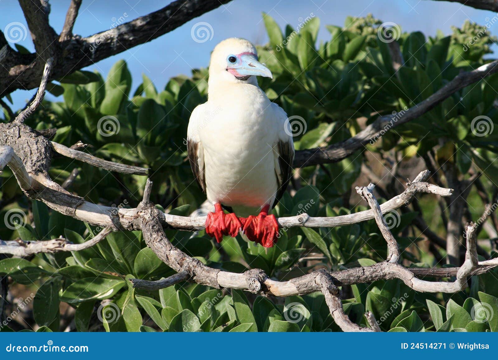 Red Footed Booby Bird stock image. Image of hiding, taking - 24514271