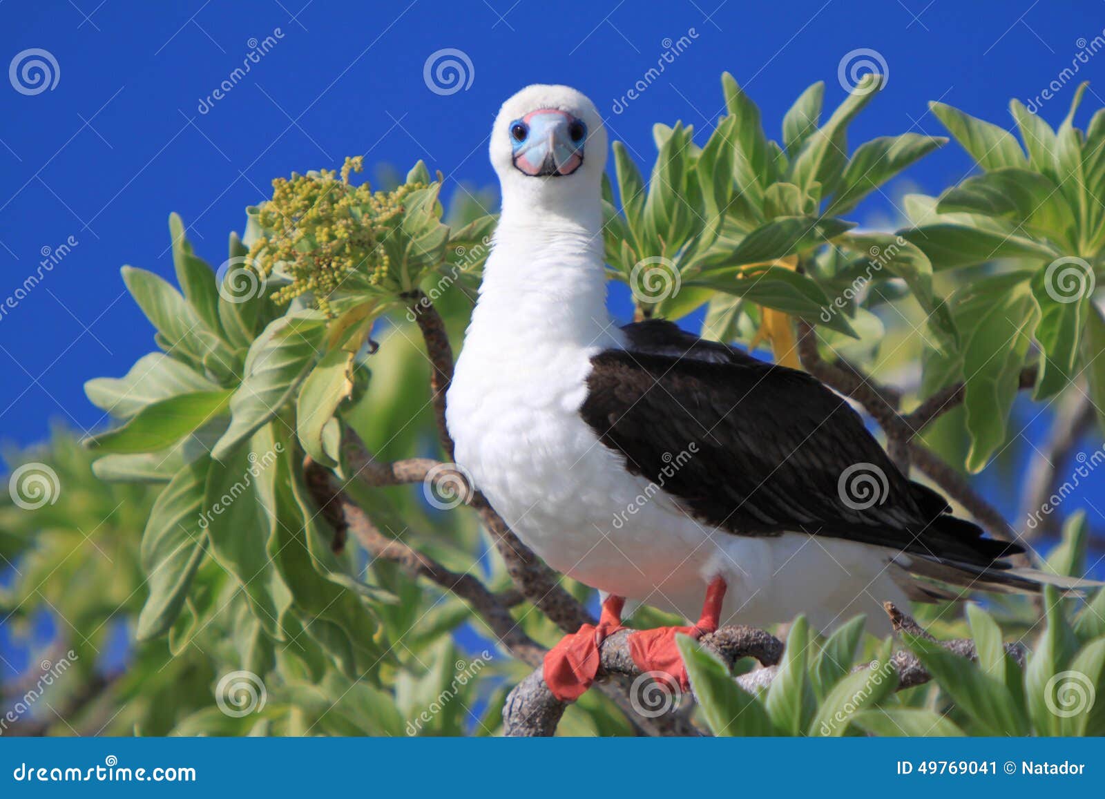 Red-Footed Booby Bird stock image. Image of preservation - 49769041