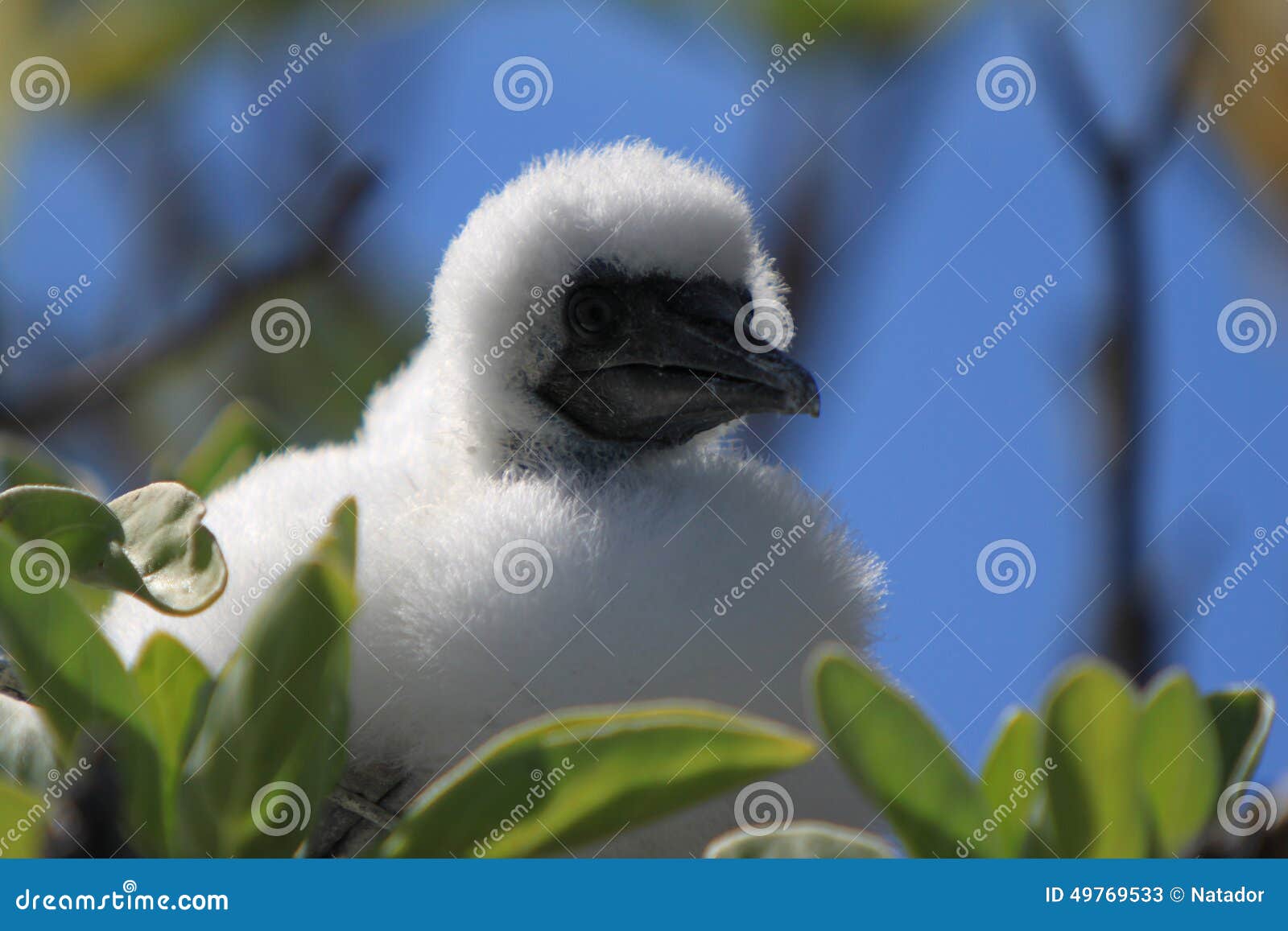 Red-Footed Booby Chick in the Nest Stock Image - Image of destinations ...