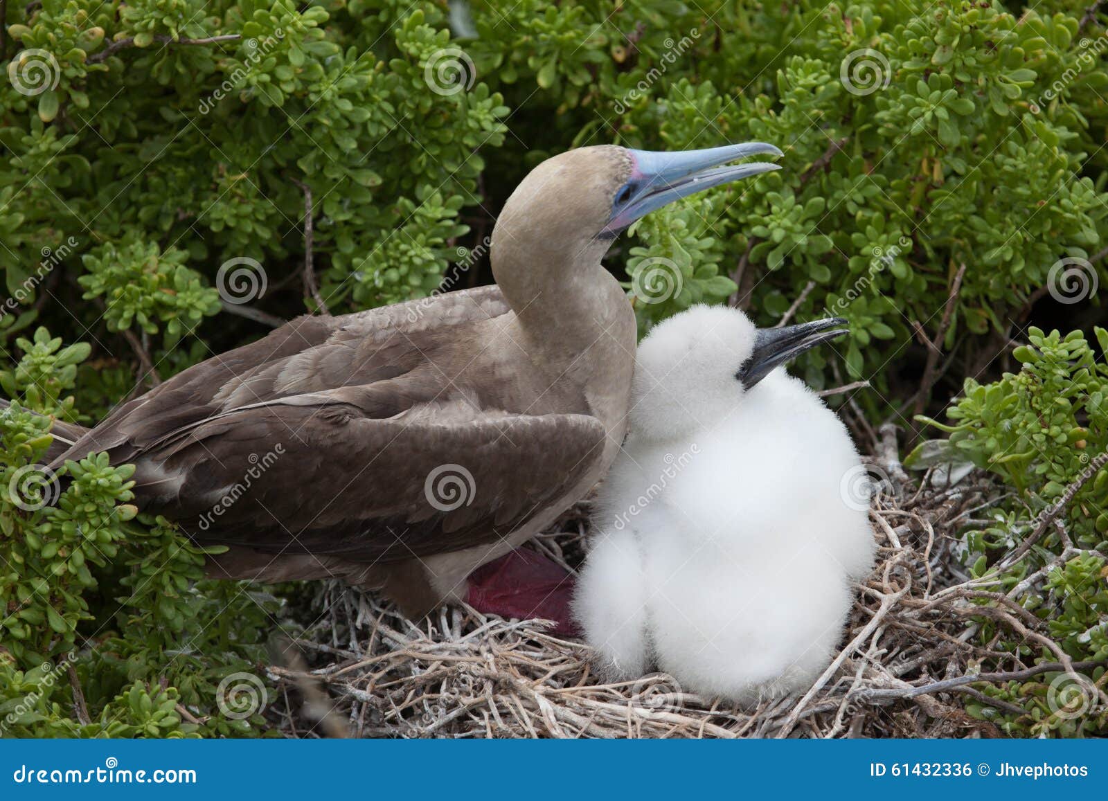 Red-Footed Booby with Chick, Stock Photo - Image of travel, bird: 61432336