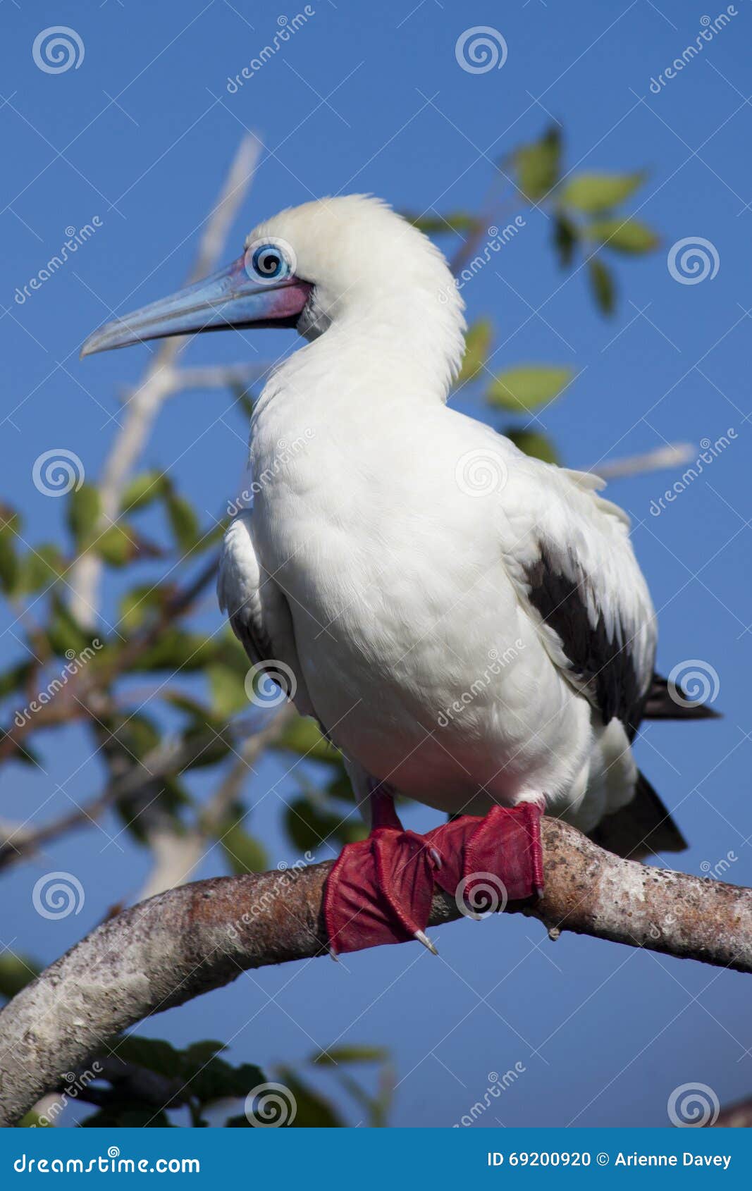 Red Footed Booby Perched in Tree Stock Photo - Image of footed, bird ...