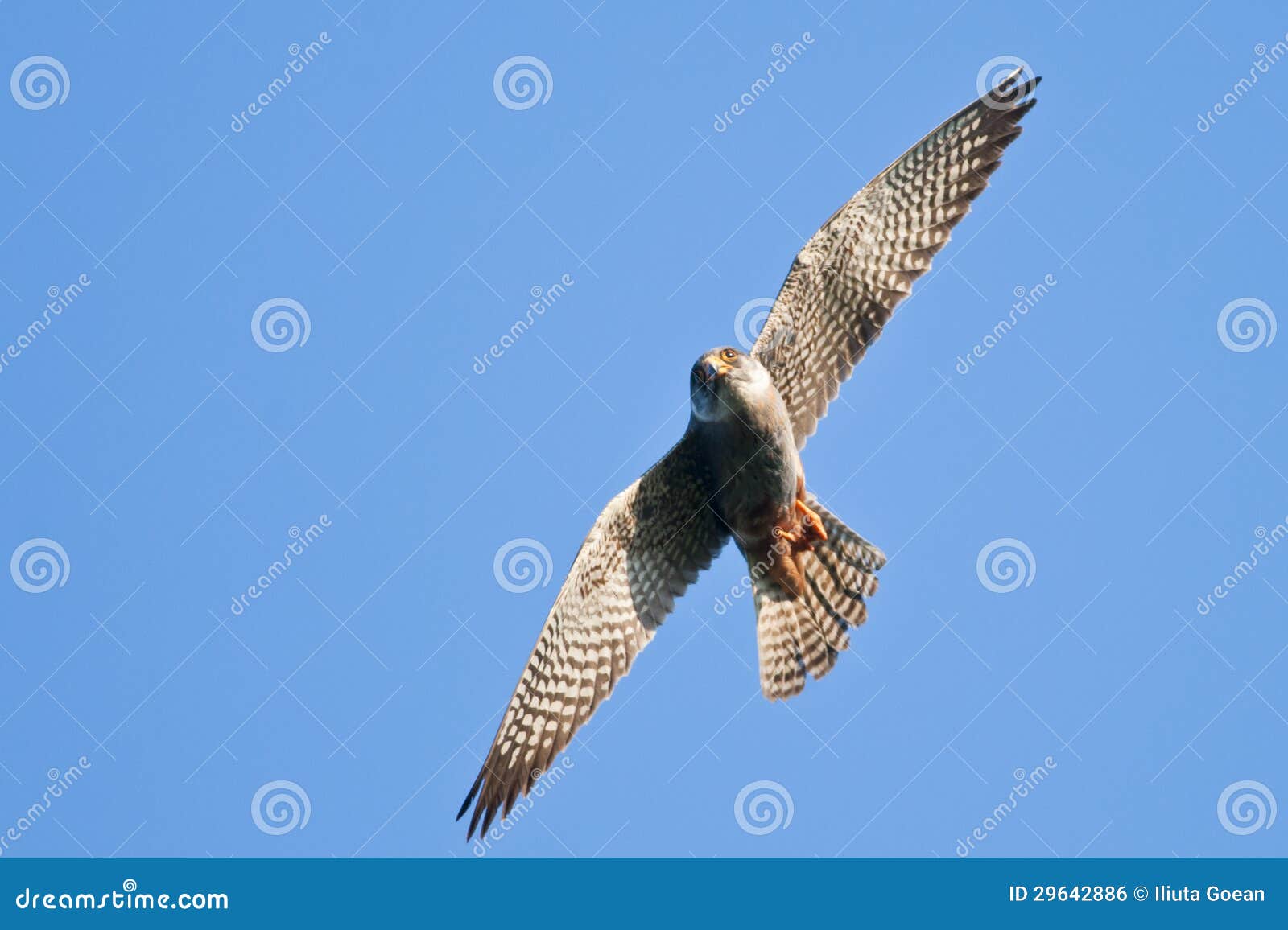 Red Footed Falcon stock photo. Image of falcon, footed - 29642886