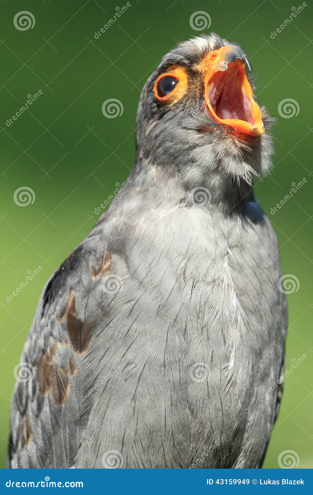 Red-footed falcon stock image. Image of nature, bird - 43159949
