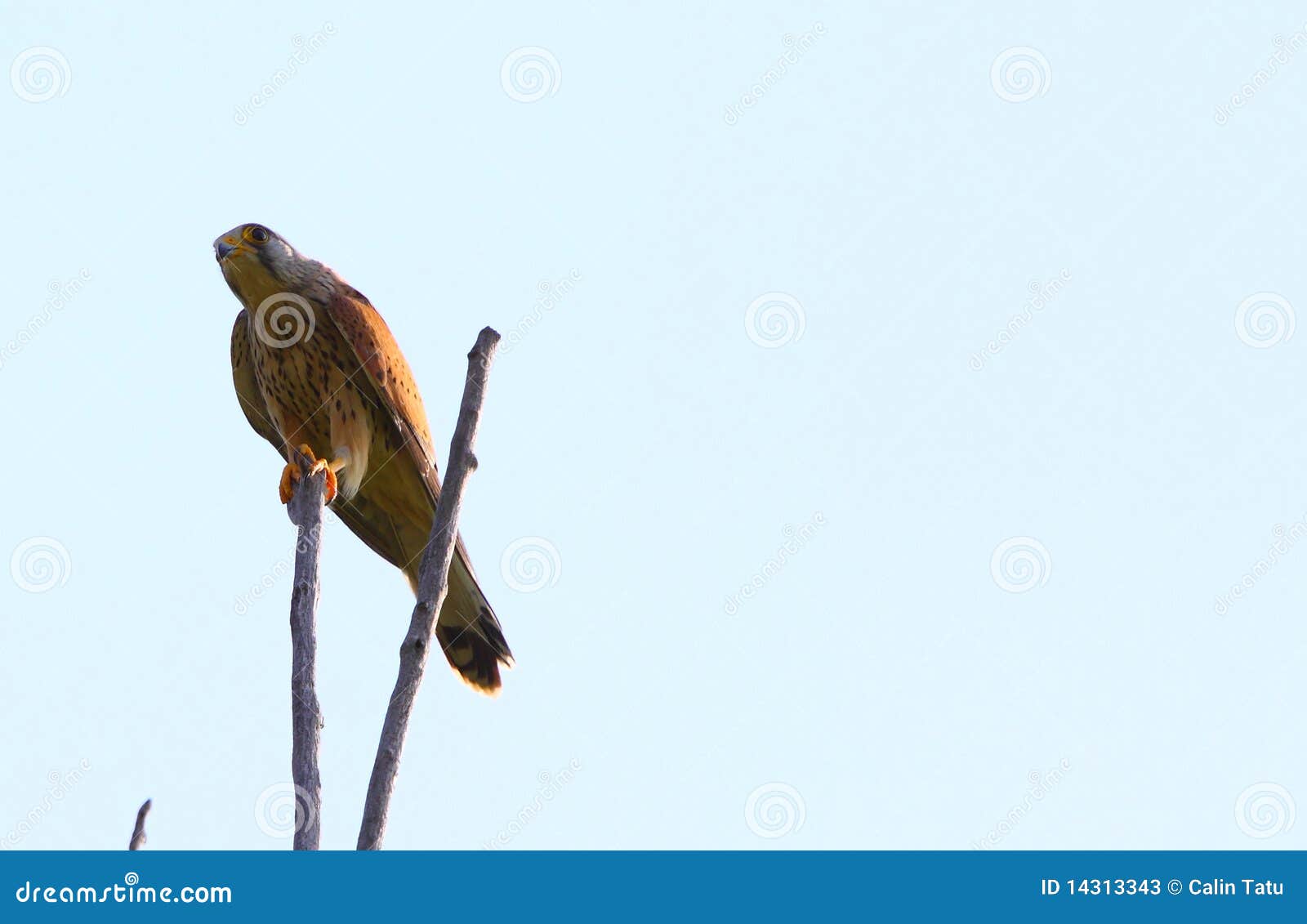 Red-footed Falcon Falco Vespertinus Stock Image - Image of falco ...