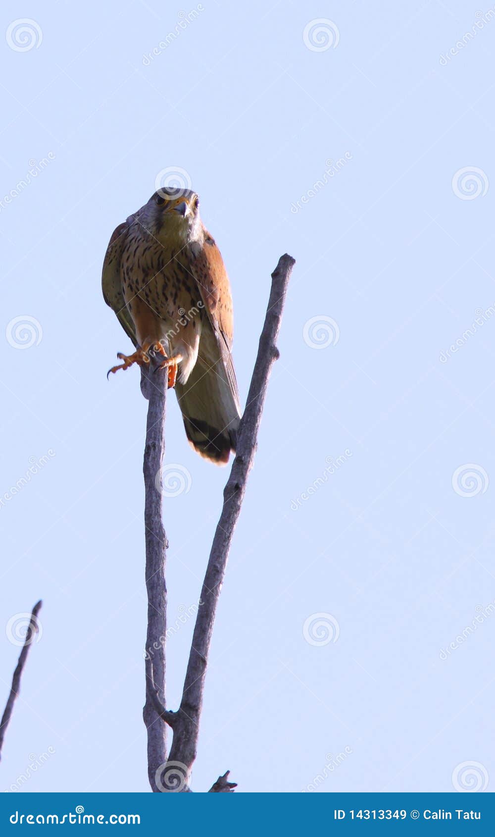 Red-footed Falcon Falco Vespertinus Stock Image - Image of protected ...