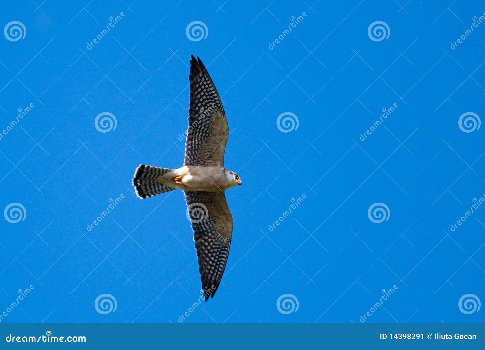 Red Footed Falcon in Flight Stock Image - Image of adult, falcon: 14398291