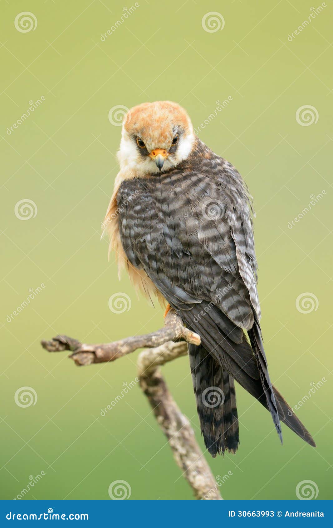 Red-footed Falcon stock image. Image of female, fauna - 30663993