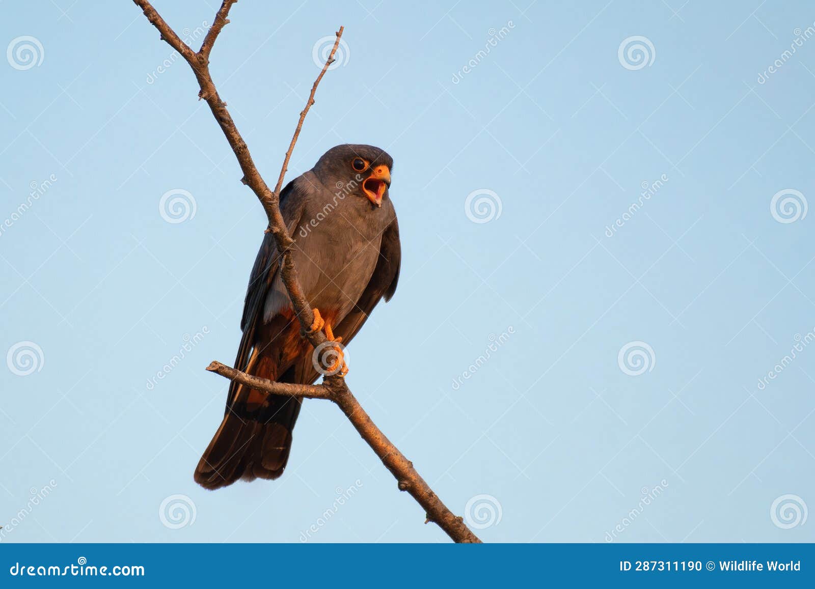 Red Footed Hawk Falco Vespertinus in Natural Environment Stock Photo ...