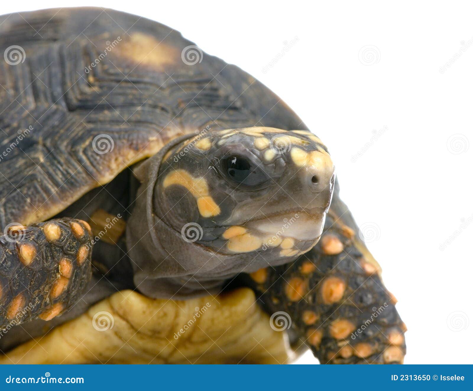 Red-footed tortoise stock photo. Image of shell, reptilan - 2313650