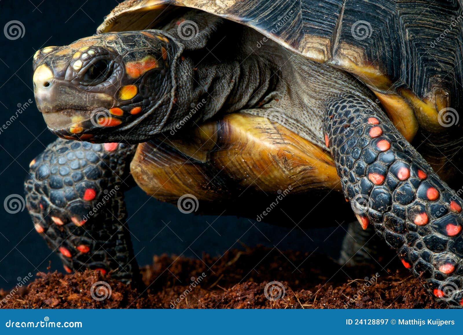 Red-footed tortoise stock image. Image of turtles, guyane - 24128897