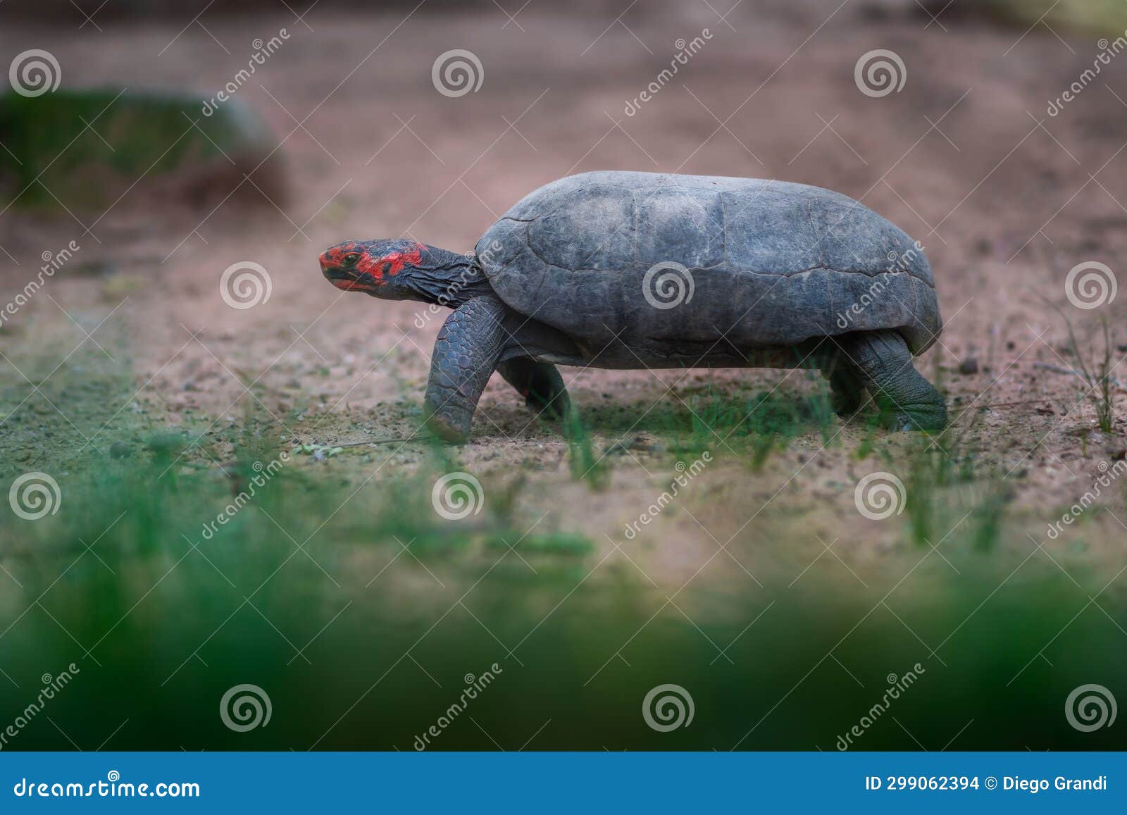 Red-footed Tortoise stock photo. Image of rainforest - 299062394
