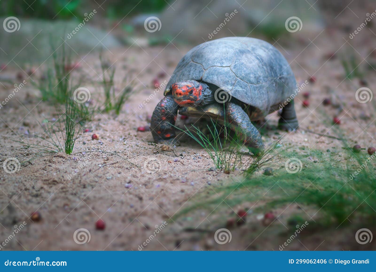 Red-footed Tortoise stock photo. Image of redlegged - 299062406