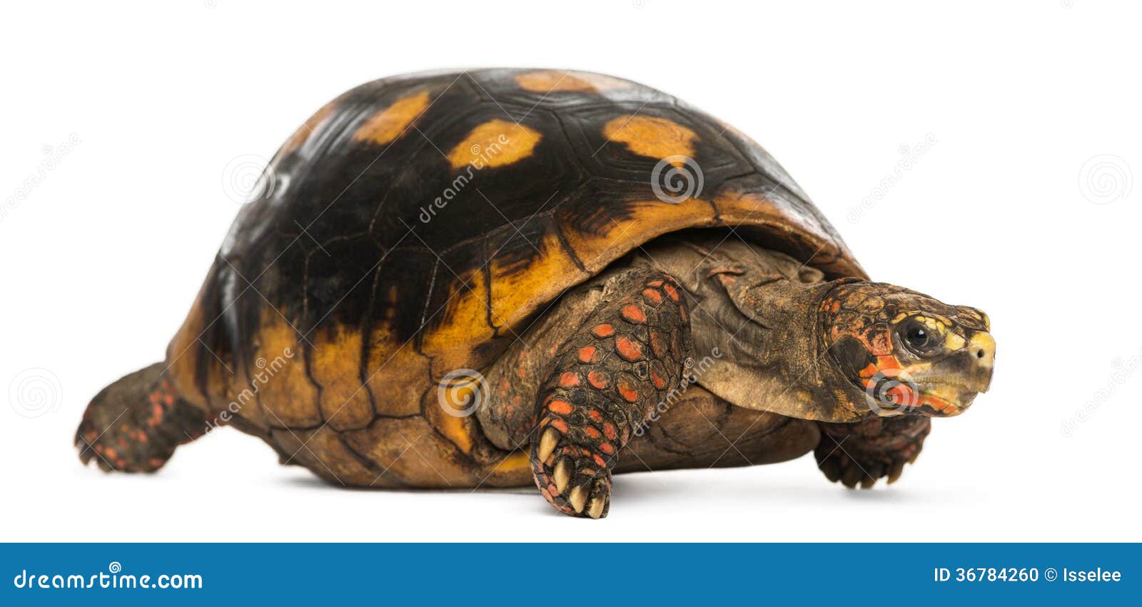 Red-footed Tortoise, Chelonoidis Carbonaria, Isolated Stock Photo ...