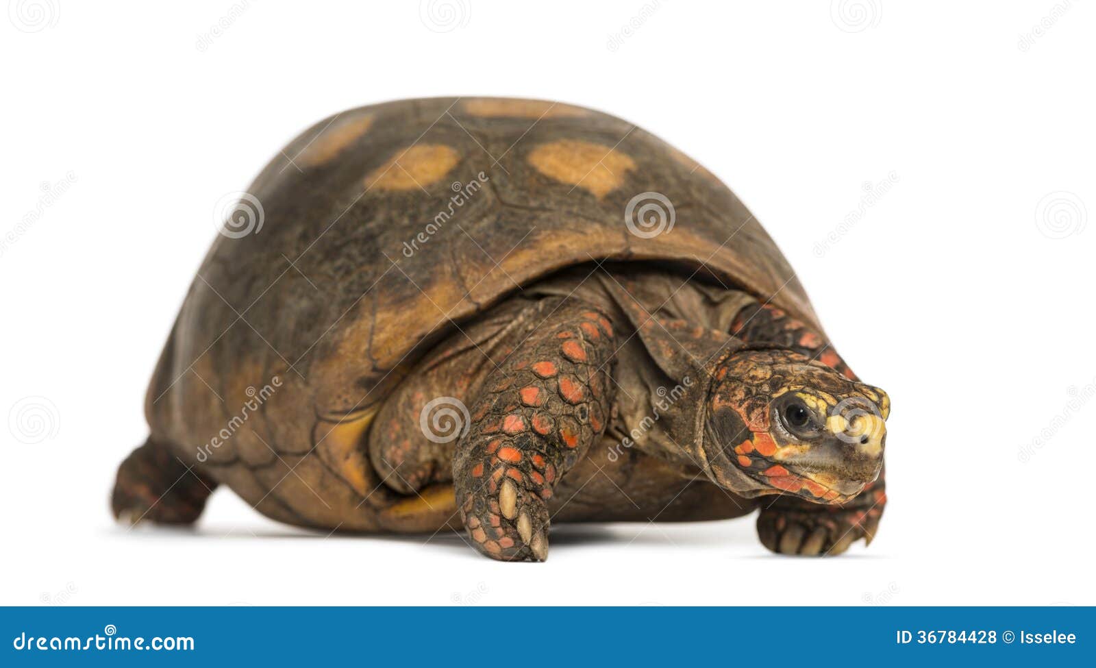Red-footed Tortoise, Chelonoidis Carbonaria, Isolated Stock Photo ...
