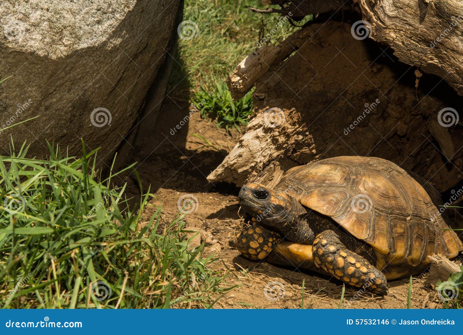 Red Footed Tortoise Turtle Chelonoidis Carbonarius Royalty-Free Stock ...