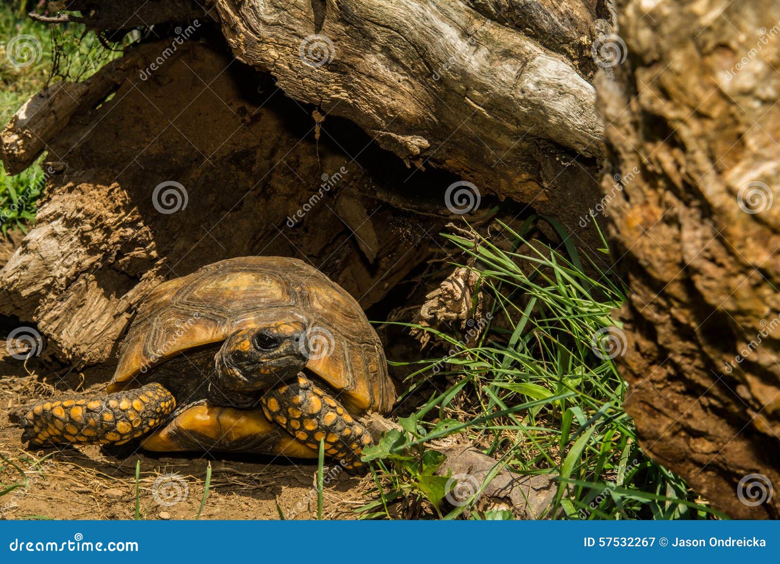 Red-Footed Tortoise stock image. Image of ecology, friendly - 57532267
