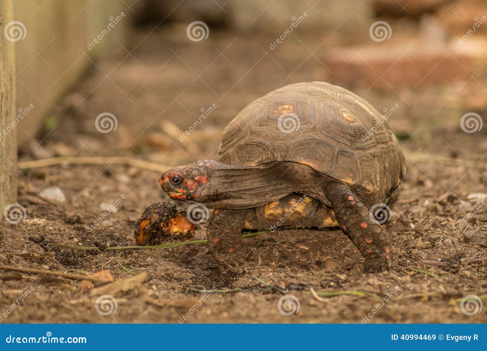 Red-footed Tortoise Crawling Around Stock Image - Image of portrait ...