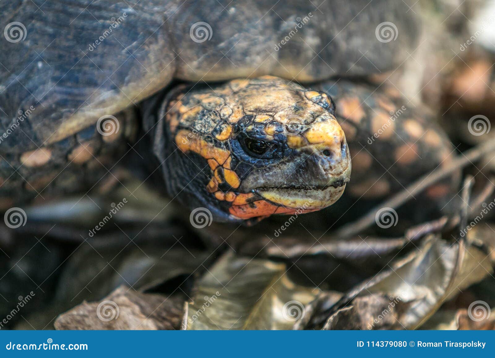 Red-footed tortoise stock photo. Image of reptile, america - 114379080