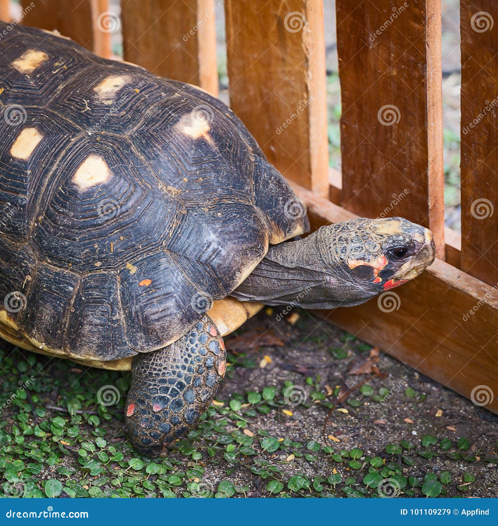 Red footed Tortoise stock image. Image of crawling, fauna - 101109279