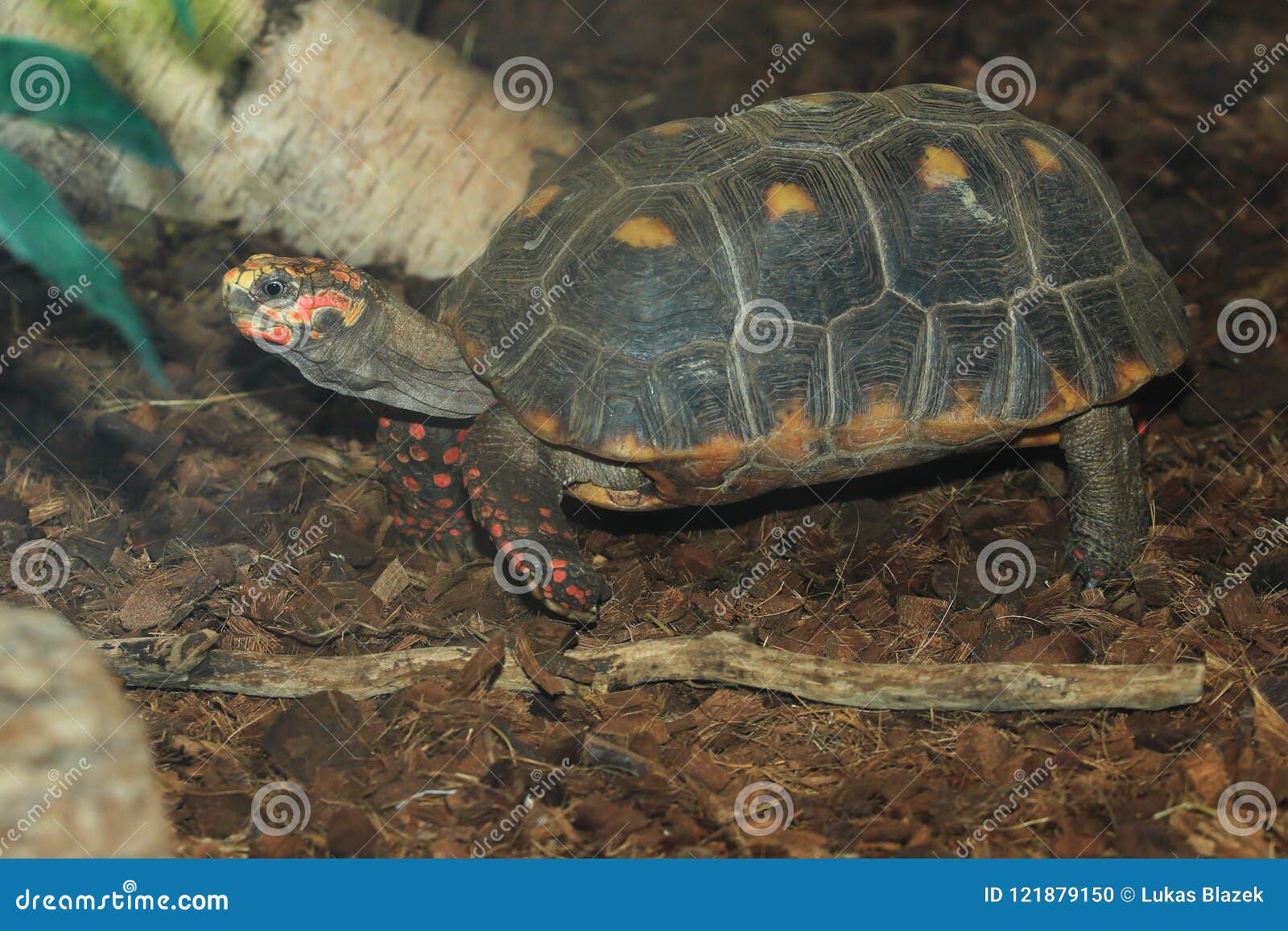 Red-footed tortoise stock photo. Image of america, animal - 121879150