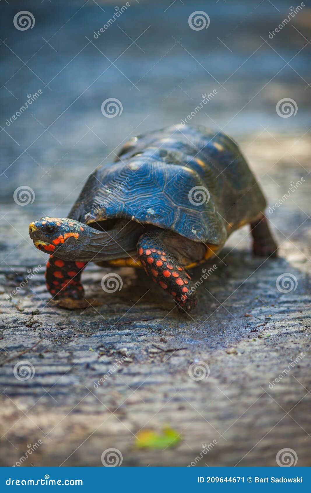 Red Footed Turtle close up stock image. Image of footed - 209644671