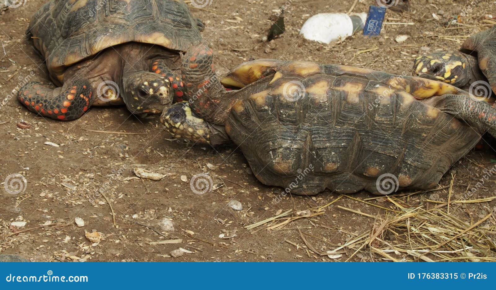 Red-footed Turtles Helping One that Turned on Its Back Stock Video ...
