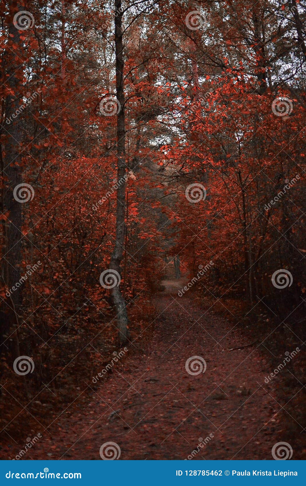 Red forest stock photo. Image of forest, magic, autumn - 128785462
