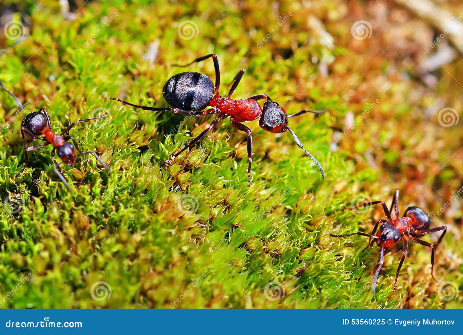 Red Forest Ant (Formica Rufa) Stock Image - Image of animals, woods ...